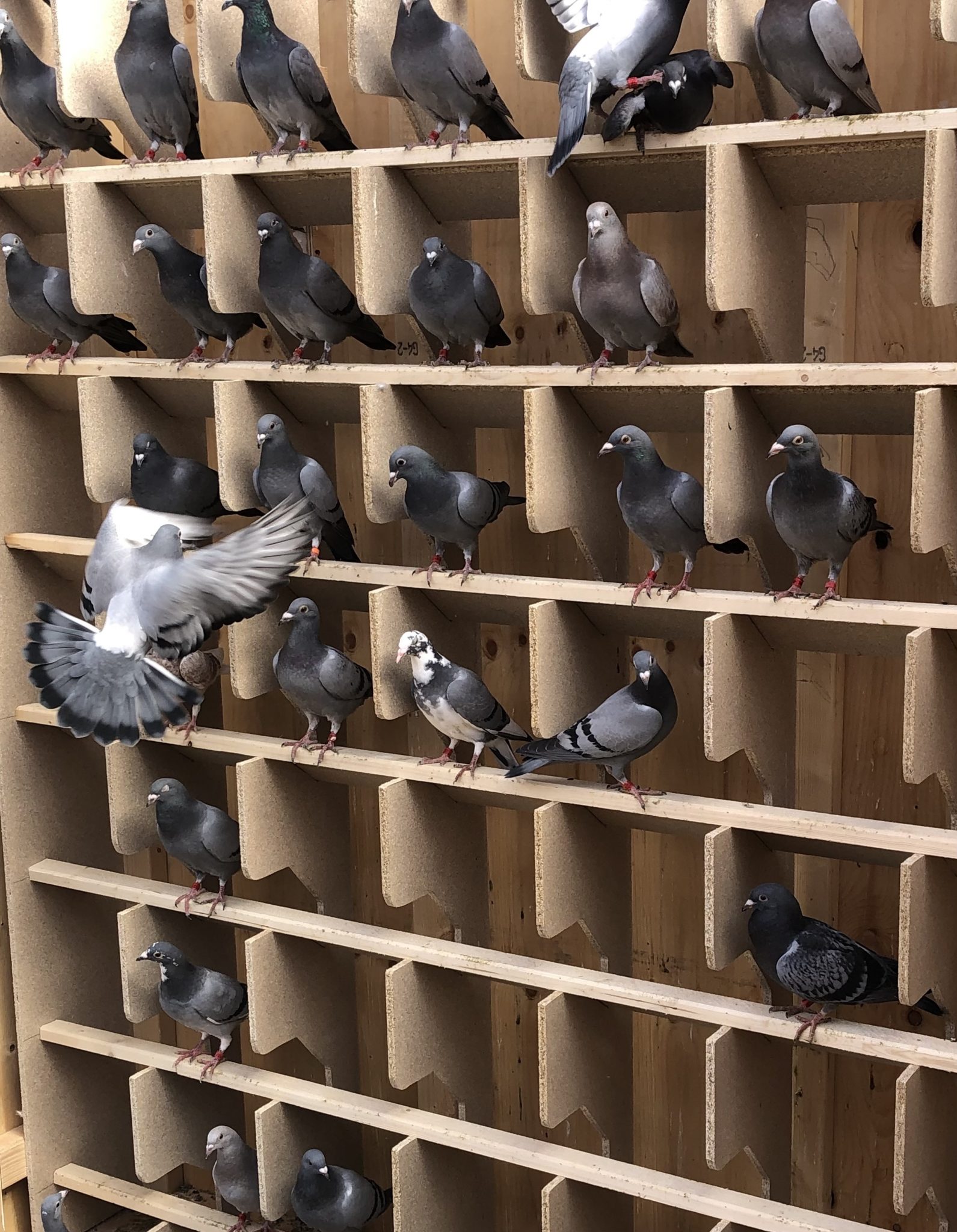 Viking Pigeons OLR – Viking Pigeons OLR