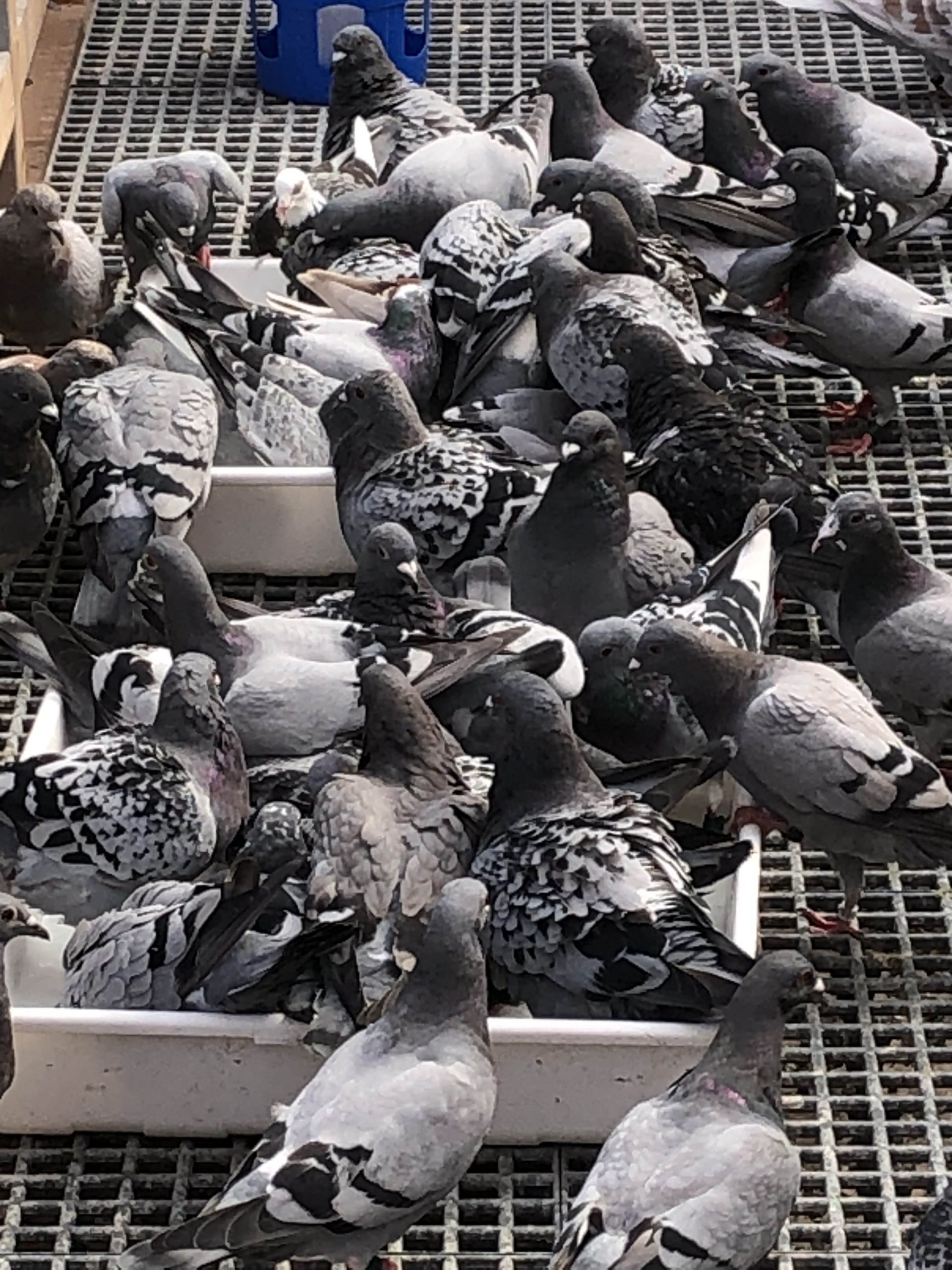 Viking Pigeons OLR – Viking Pigeons OLR