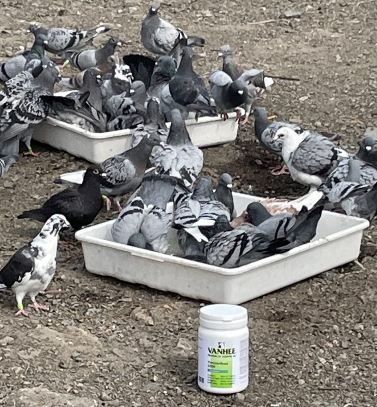 The season is in full swing!!! – Viking Pigeons OLR