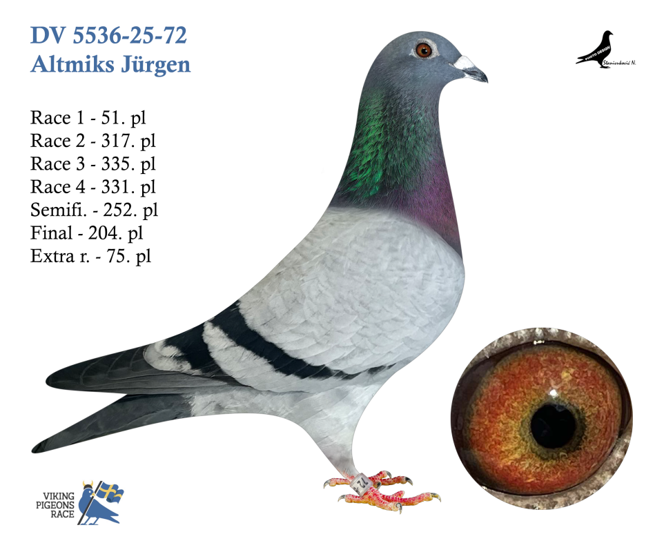 2.8 DV-5536-25-72 ♀︎ Altmiks Racing Pigeons – Viking Pigeons OLR